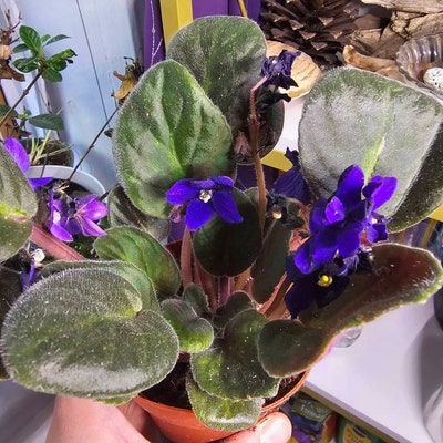 4pot of ZZ Plant Zamioculcas Zamiifolia Zee Zee Plant - Etsy