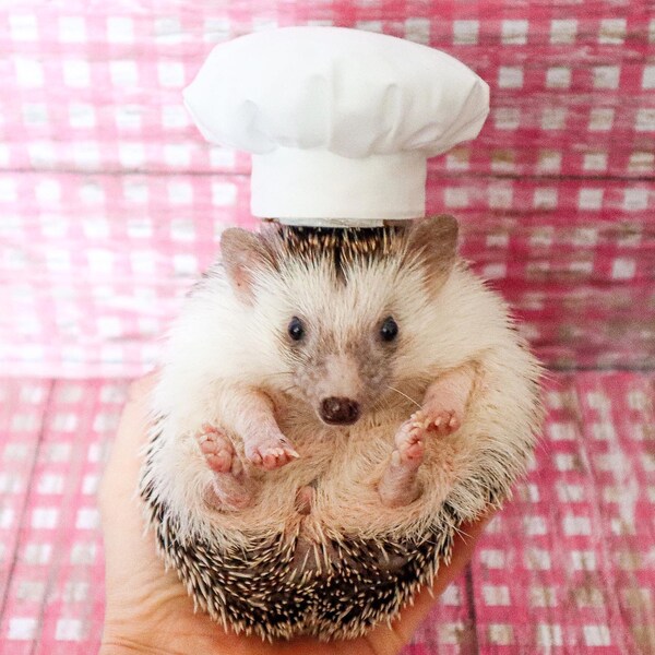 Mini Chef's Hat Traditional White Fabric Pastry Chef Fascinator - Etsy