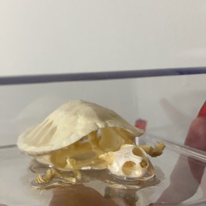 Real Muskrat Skull Taxidermy After Cleaned and Bleached Bone - Etsy