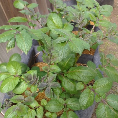 Wolf Bean Lupine Lupini Bean Packet Flower & Vegetable - Etsy