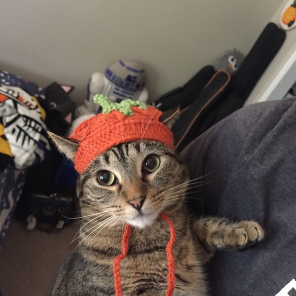 Pumpkin Hat for Cat, Halloween Pet Costume, Fall Kitten Outfit ...