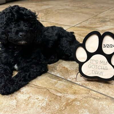 Ball-less & Flawless Dog Bandana, Funny Dog Bandana, Neuter Bandana ...