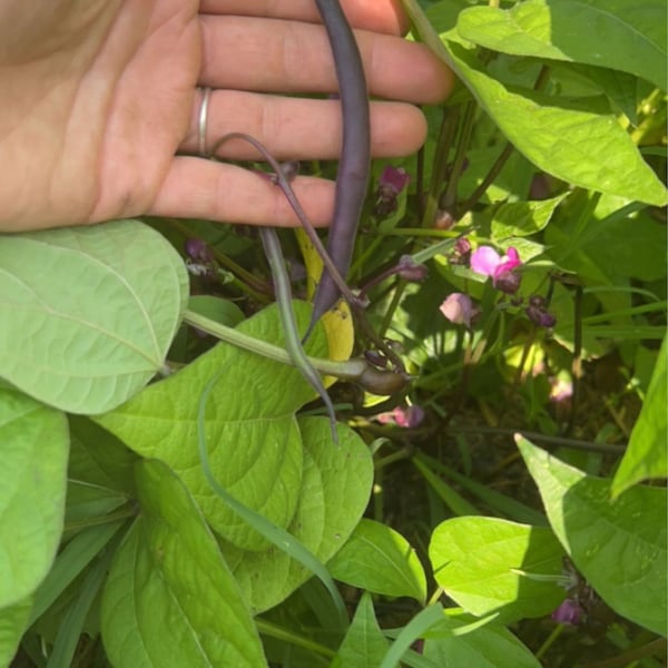 Fancy & Autumn Wing Gourd Seeds, Small and Medium Ornamental Gourds and ...