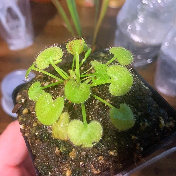 Drosera Prolifera-live Carnivorous Plant- - Etsy