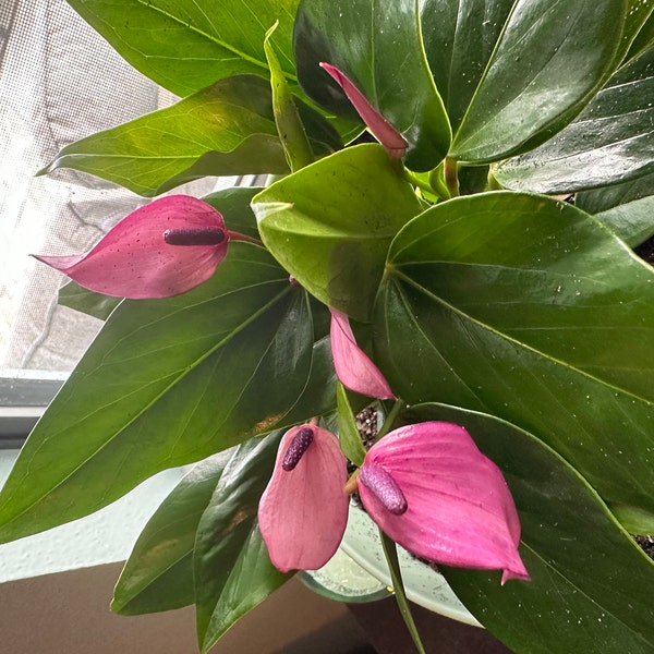 Purple Anthurium - 4" From Tropical Ambiance - Etsy Singapore