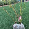 Rose “ausbite” English Climbing Rose Plant Ownroot - Etsy