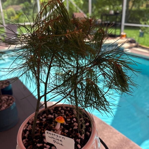 Princess Pine Clubmoss - Etsy