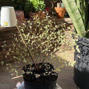 10 Pink Powder Puff Plants - Dwarf Mimosas - Etsy