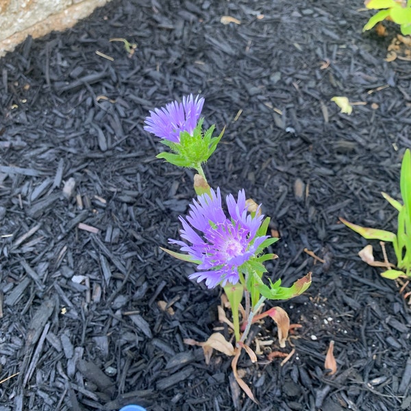 Blue Danube' Stokes Aster - 3 Well Starter Rooted Plants in 1 Qt Pots ...