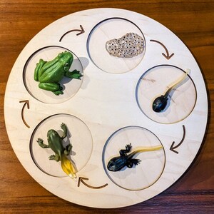 PARTS of a BIRD Montessori Cards Flash Cards Three Part Cards ...