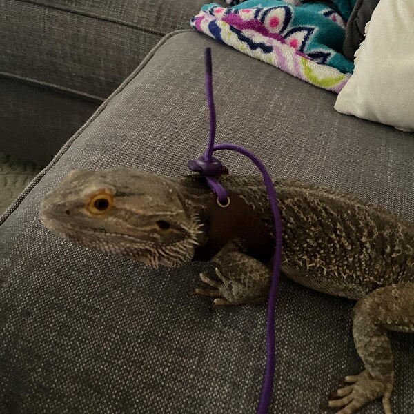 Bearded Dragon Hat, Lizard Costume, Reptile Hat, Crochet Knitted Hat ...