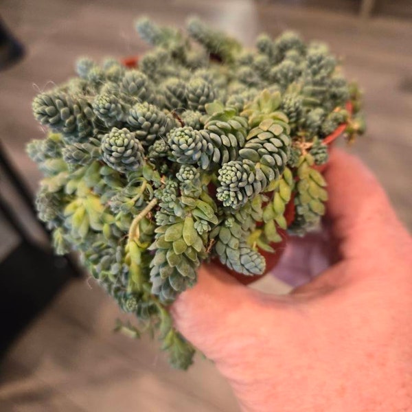 Sedum Dasyphyllum Major Blue Tears Sedum Live Succulent Plants 2" 4” 6 ...