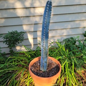 Large Fuzzy Blue Cactus Pilosocereus Pachycladus Live Cactus Live Plant ...
