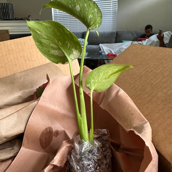 Calathea Red Mojo Starter Plant (ALL STARTER PLANTS Require You to ...