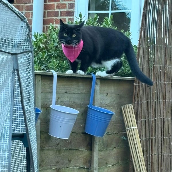 Cat Toy and Treat Gift Box, Cat and Kitten Hamper, Cat Pamper Box ...