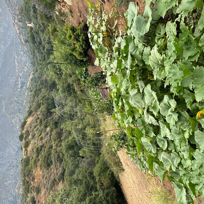 Che Tree Seeds cudrania Tricuspidata Packet of 5 Seeds Palm Beach Seed ...