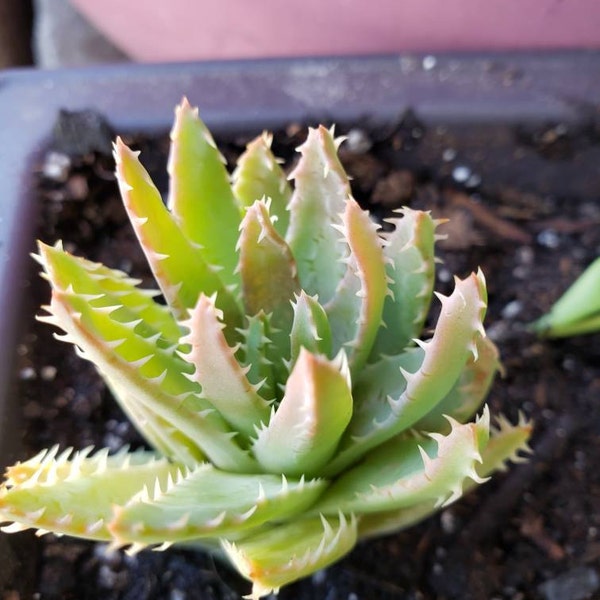 Bulbine Frutescens Succulent Cape Balsam Evergreen Drought Resistant ...
