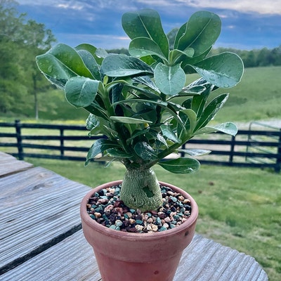 Rare Adenium Obesum Arabicum Beautiful White Flowers Fat - Etsy