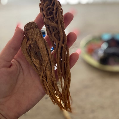 Master Root A Hoodoo Root That is the Master of Them All this is NOT ...