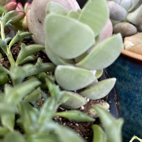 Variegated String of Buttons 2 Inch Crassula Live Succulent Plant ...