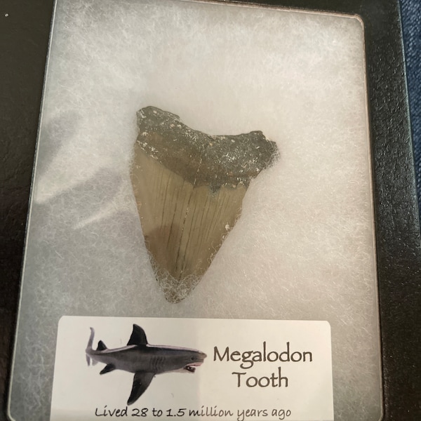 Megalodon Shark Tooth Fossil in Display Case - Etsy