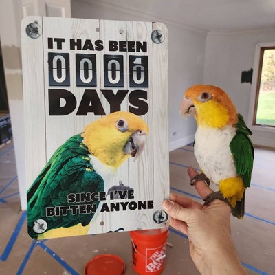 Warning Macaw Sign Parrot Warning Sign Macaw Parrot Sign - Etsy