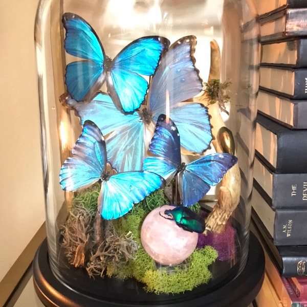 Morpho Adonis Blue Butterfly Peru - Etsy