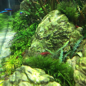 Samolus Parviflorus Red Rare Live Aquarium Plants | Etsy