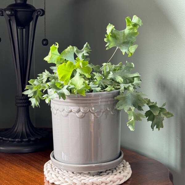 Grey Scalloped Edge Plant Pot - Etsy UK