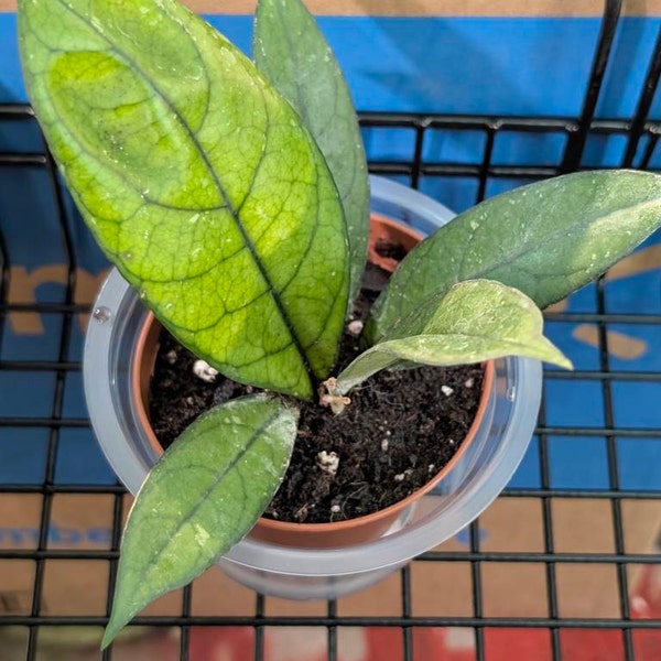 Hoya Cv. Chouke Full & Trailing Live Plant in 4 Hanging Basket - Etsy