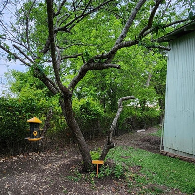 LIMES Rustic Tree Sign, Hand Routed, Citrus Tree Garden Sign, Tree ...