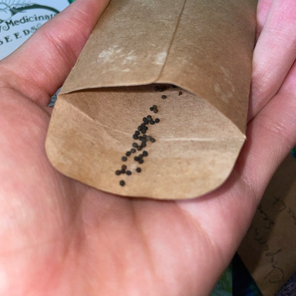 Desert Bluebell Seeds, 1/4 Tsp. California Shipping Only - Etsy