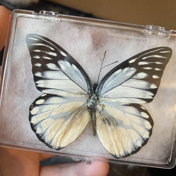 Real Butterfly Specimen, Insect Specimen Gift, Butterfly Specimen ...