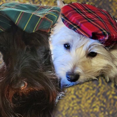 Balmoral Bonnet Dog Hat, Dog Hat, Caubeen Dog Hat, Dog Cap, Dog Bonnet ...