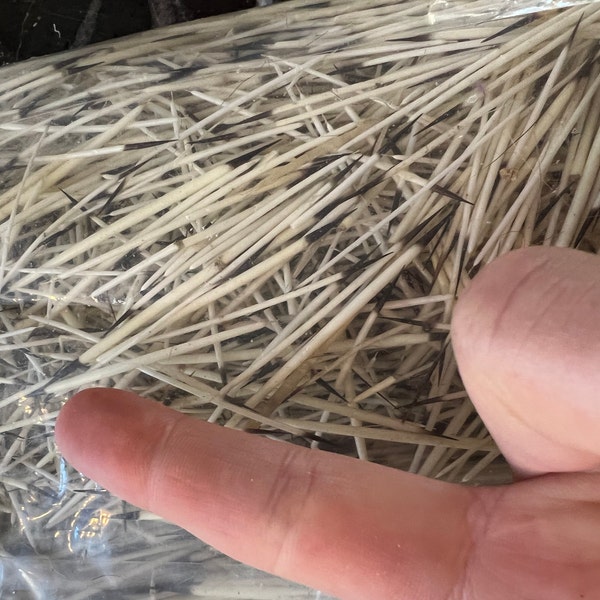 Eagle, Cardinal, and Hawk Quilled Feathers Earrings - Etsy