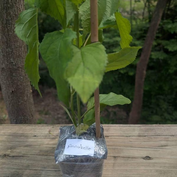 3 Musa ‘poquito’ Banana Tree/ Banana Tree in 4 Inch Cups (one Plant per ...