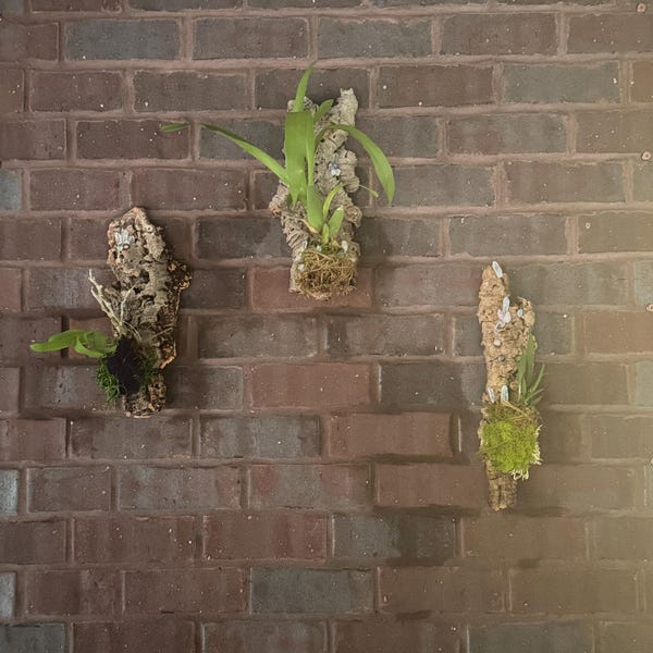 Bulk Cork Bark Flats - Terrarium Vivarium Orchid Air Plant Mount ...