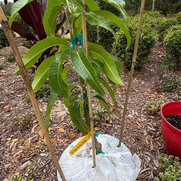 Mango MANILA, CARABAO, FILIPINO Tree, Grafted, 3gl - Etsy