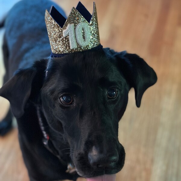 Dog Birthday Crown | Pet Crown Any Age | Gold and Choose Color - Etsy