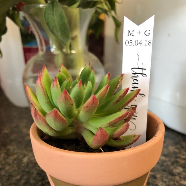 Thank You Succulent Stake, Succulent Stake, Wedding Favor Plant Tag ...