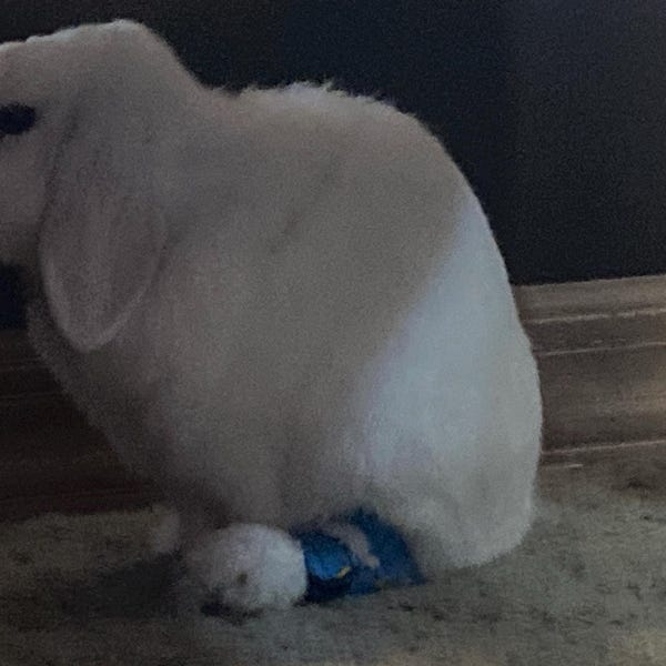 Size: Jumbo Rabbit Hock Socks 2-way Straps - Etsy