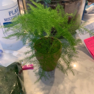 Asparagus Fern plumosa Easy to Grow Houseplant - Etsy