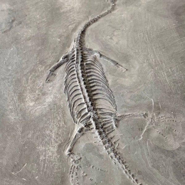 Paramblypterus Gelberti Fish Fossil - Etsy