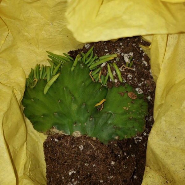 Dinosaur Back (myrtillocactus Geometrizans F. Cristata), Crested Cactus ...