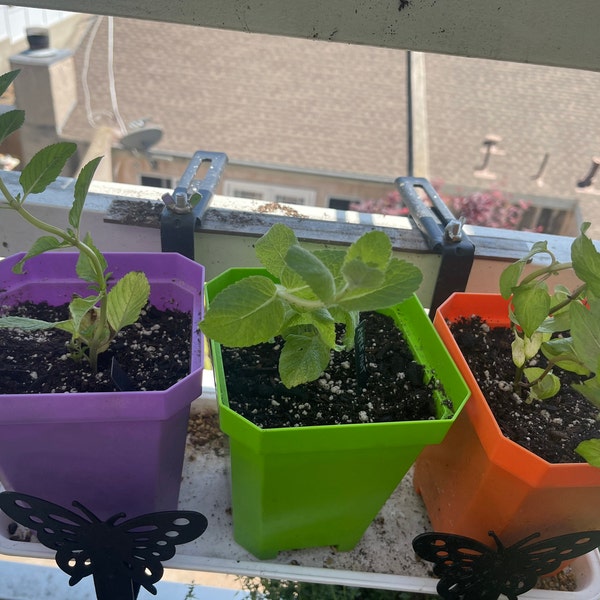 Basil, Everleaf Emerald Towers, Ocinum Basilicum, 50 Organic Seeds ...