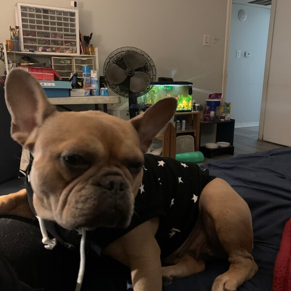 Frenchie Clothes, Frenchie Bulldog Clothes and Sweater - Etsy