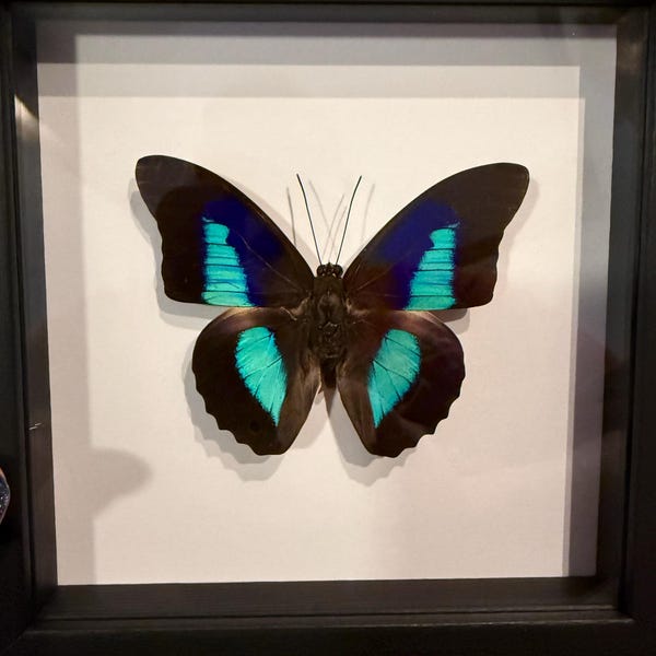 Rare Electric Blue Butterfly Prepona Omphale Framed Taxidermy Moonlight ...