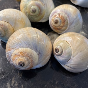 APRICOT & SAPPHIRE Jumbo-sized Northern Moon Snail Shell, Colorful ...