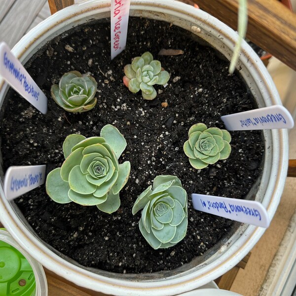 Edible Sagittaria Trifolia Giant Cantonese Sand Arrowhead Tuber for ...