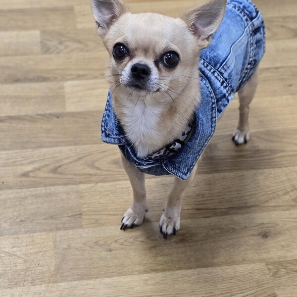 Denim Dog Jacket - Personalised Name Option Included! Sizes XXS / XS ...